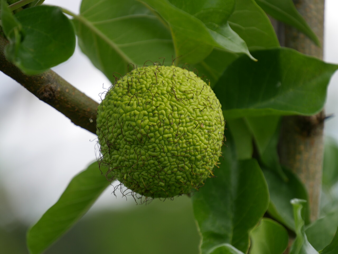 Maclura pomifera | Osagedorn - Van den Berk Baumschulen